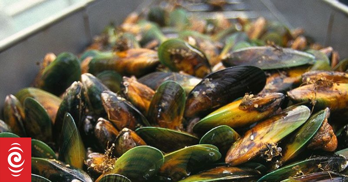Spike in illnesses due to uncooked mussels | RNZ