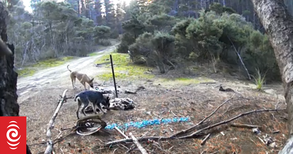 Tracking the Far North's feral dogs of destruction | RNZ News