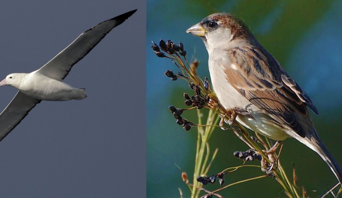 Rifleman to royal albatross - a bird atlas for NZ | RNZ