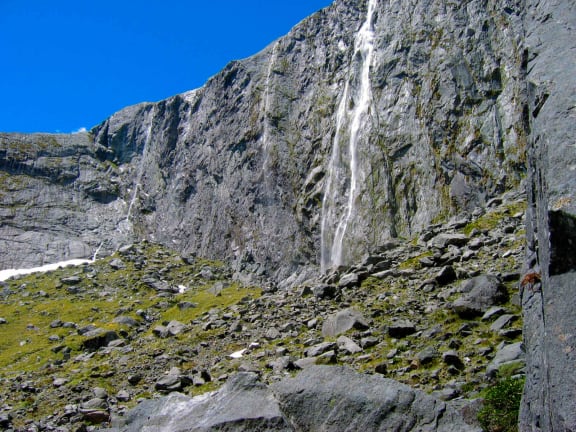Critter of the Week - The Sinbad Skink | RNZ