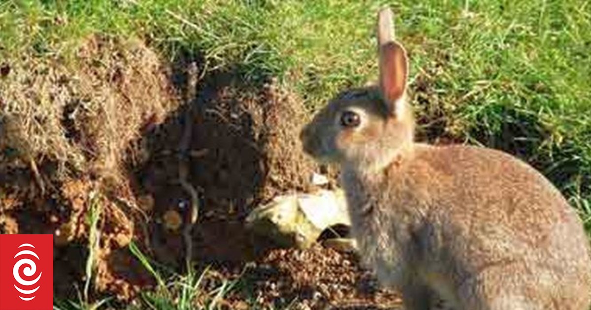 Released pets suspected as culprits for Auckland Domain rabbit problem ...