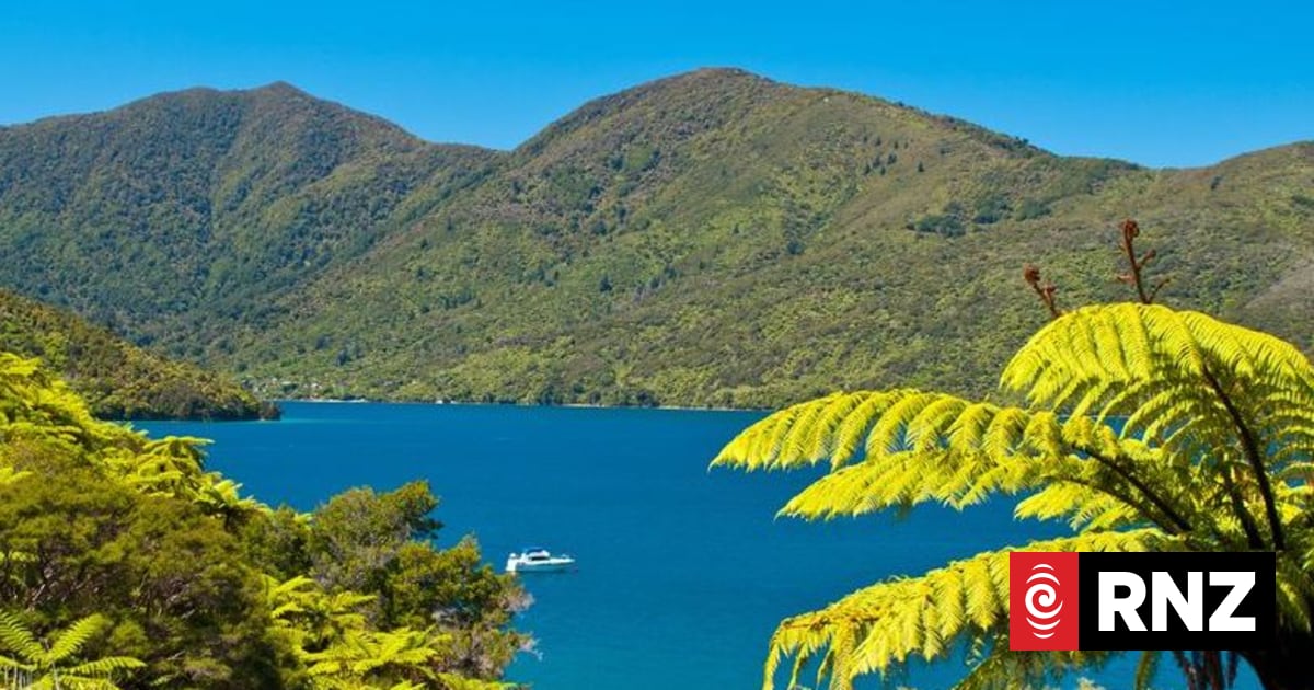 Marlborough sounds warning over scallops | RNZ
