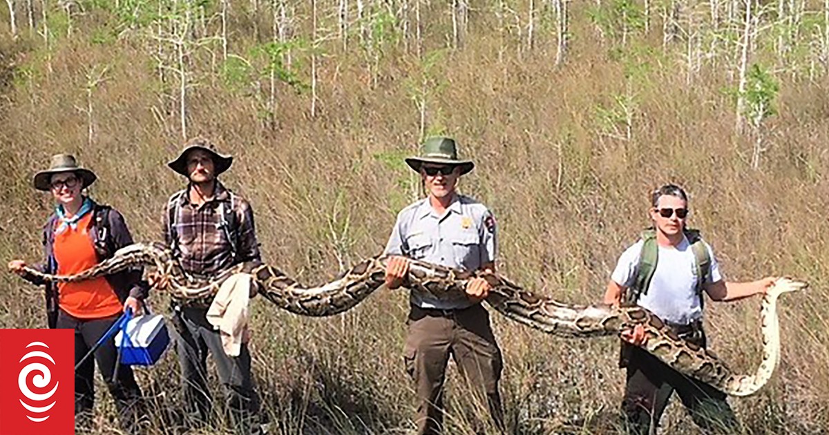 Massive pregnant python caught using new approach | RNZ News