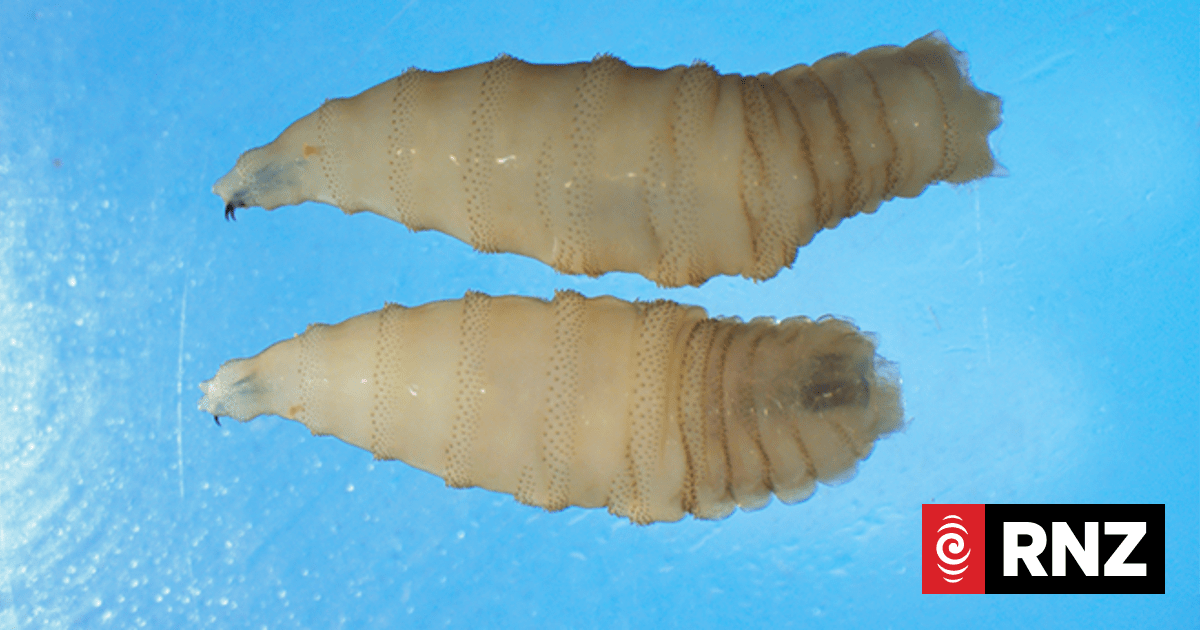 Deadly screwworm parasite detected in Texas | RNZ News