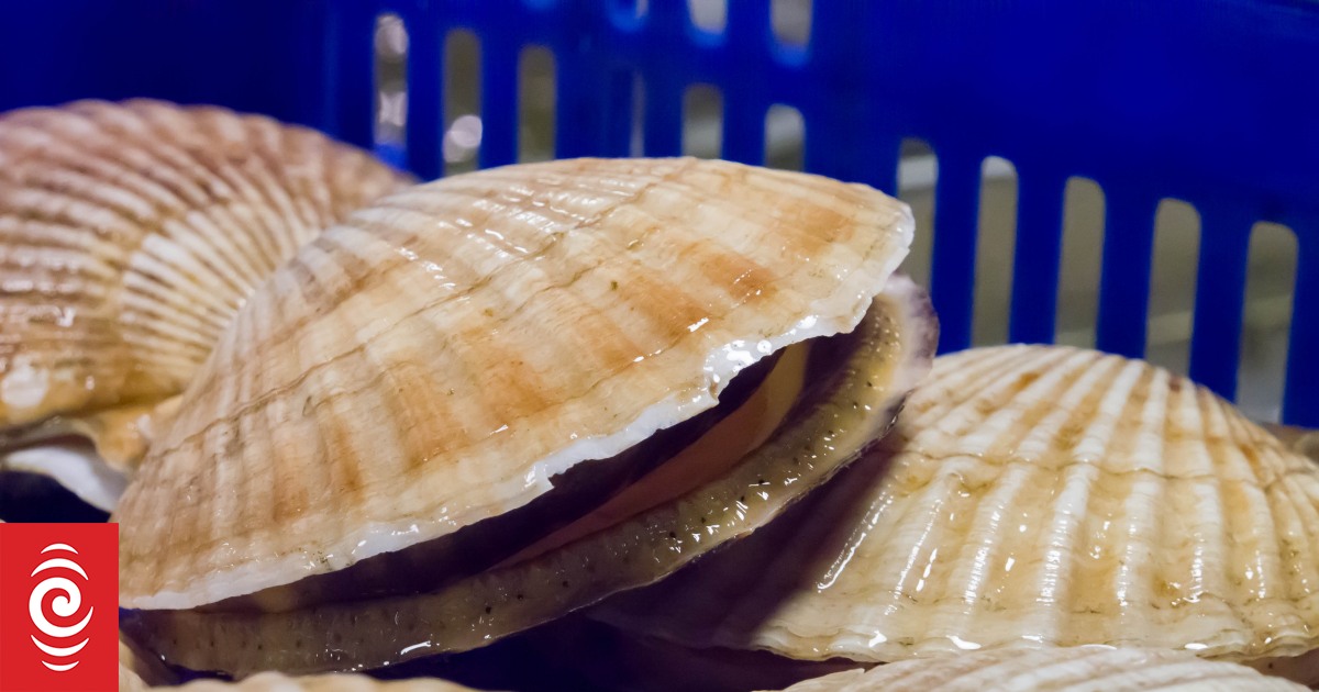 Warning that Bay of Plenty shellfish may be toxic | RNZ News