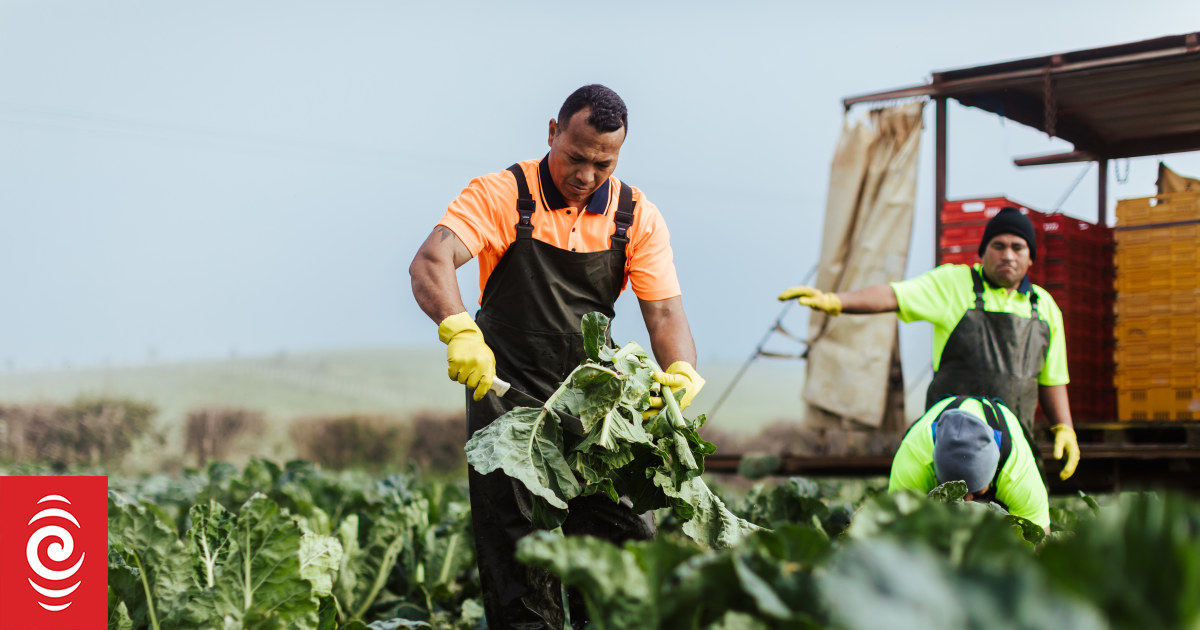 Vegetable growers welcome El Niño's arrival | RNZ News