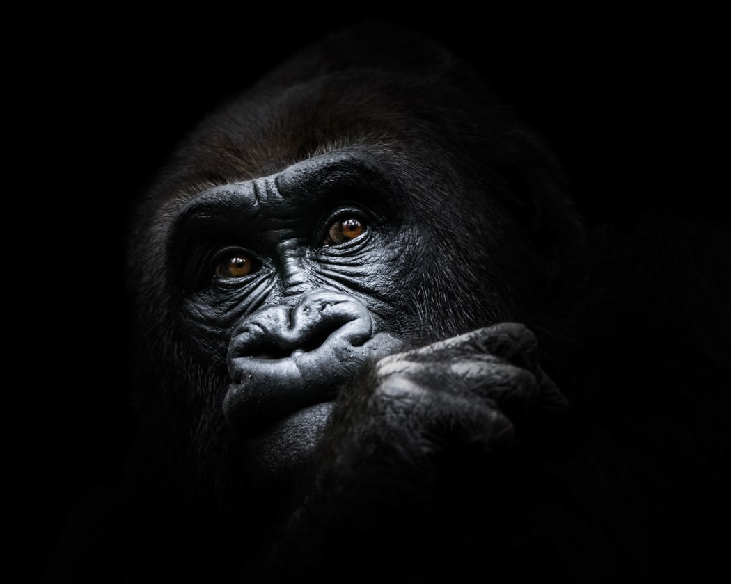 Fighting 'the irrational ape' with critical thinking | RNZ
