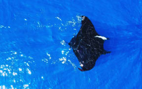 Critter of the Week | RNZ