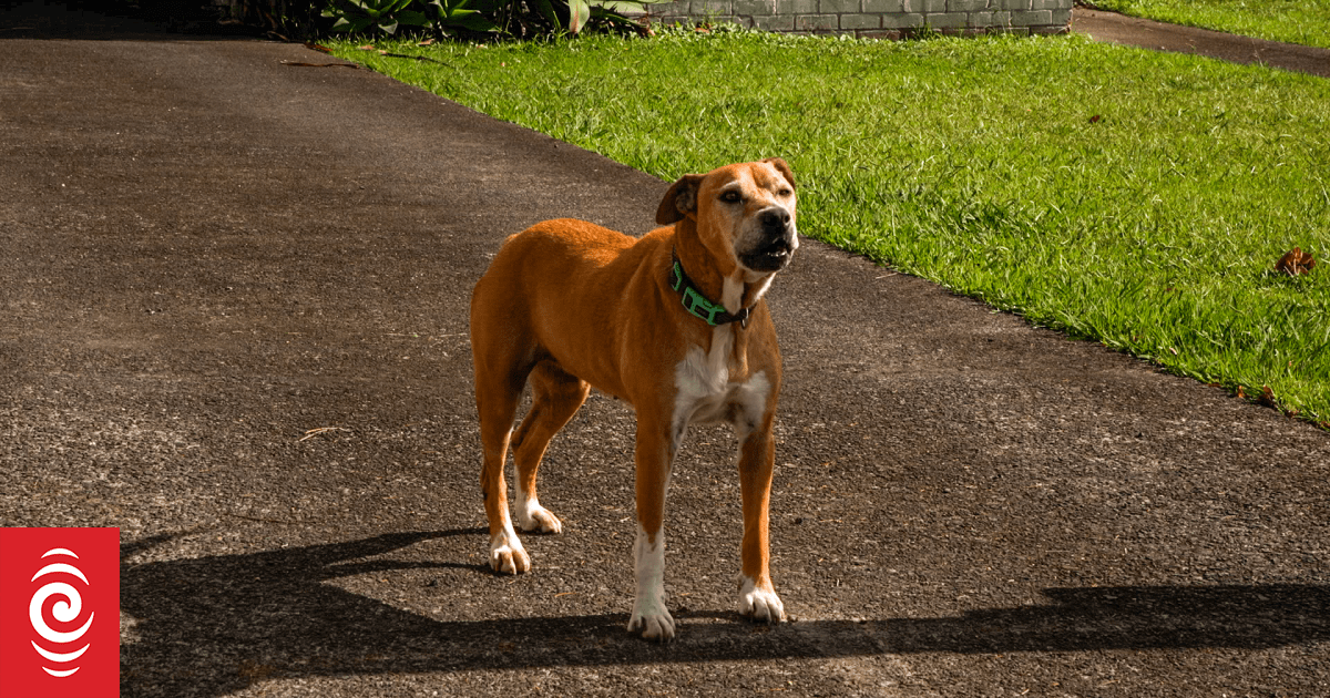 What can be done about Auckland's roaming dogs? | RNZ