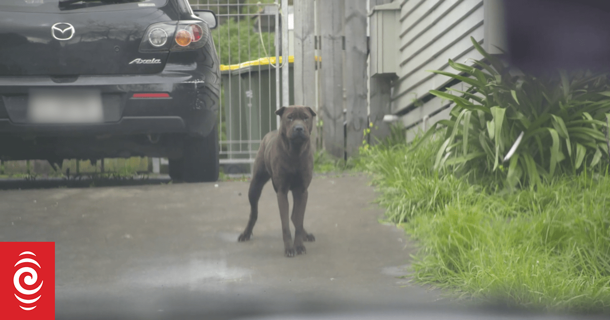 Auckland Council unleashes new roaming dog squad | RNZ News