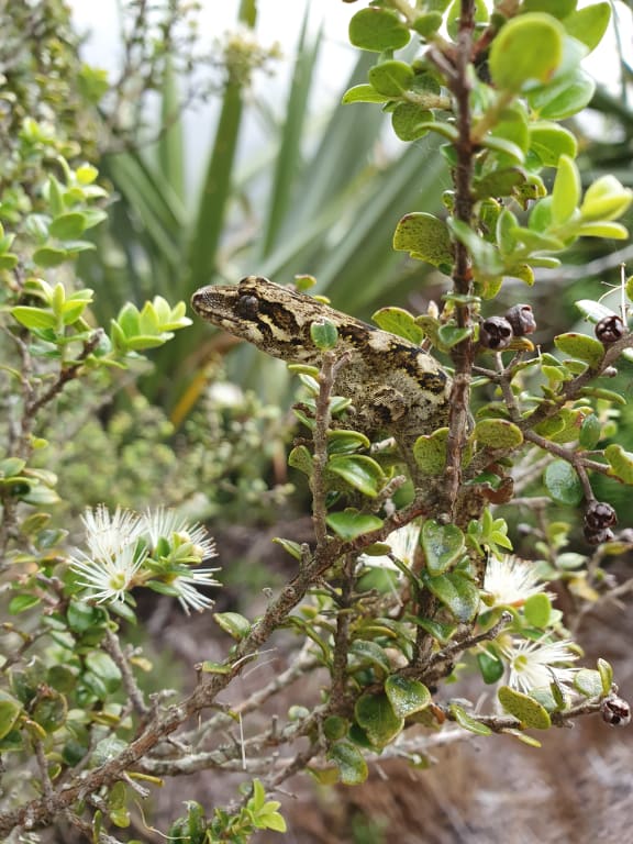 Critter of the Week: The broad-cheeked gecko | RNZ
