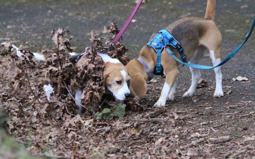 Barking good time at the Auckland Beagle Club | RNZ News
