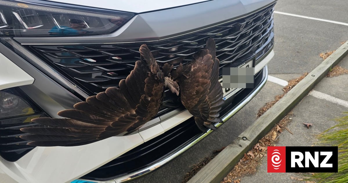 Hastings vets, mechanic combine to rescue hawk from car grille | RNZ