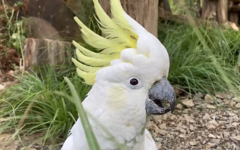 Pepper the cockatoo returns home to Staglands Wildlife Reserve | RNZ