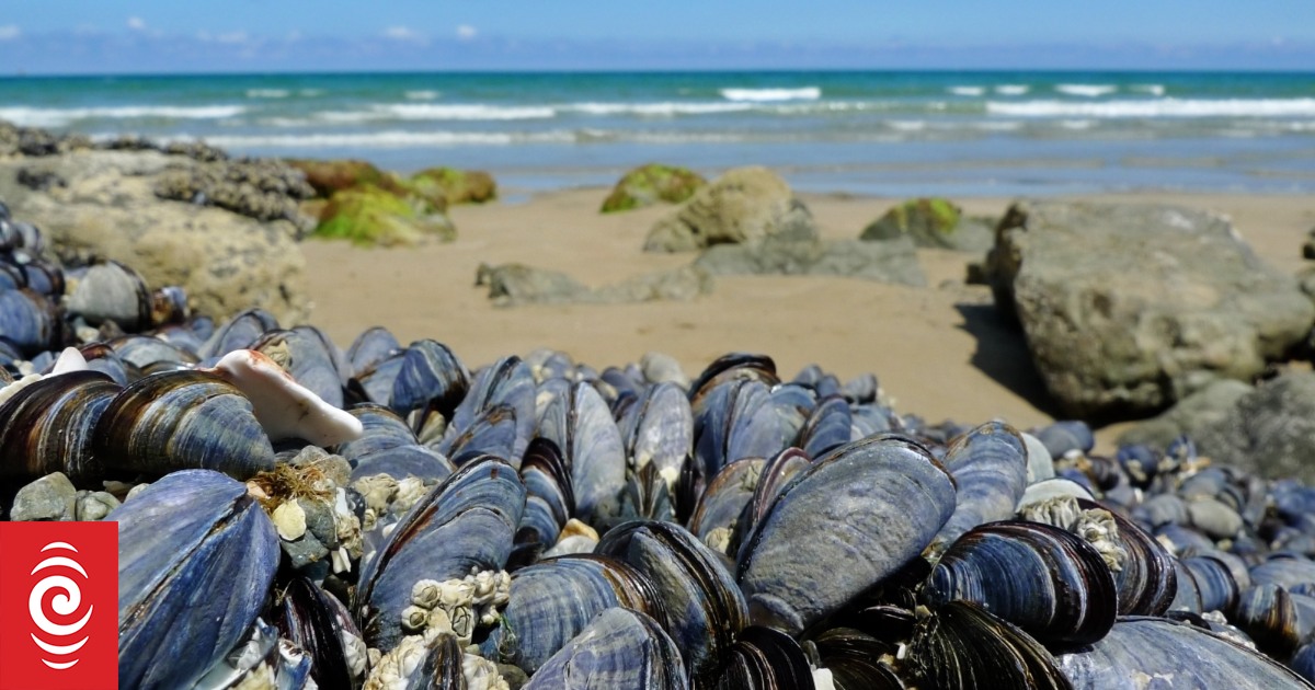 Thousands of mussels to be dropped into Auckland bay | RNZ