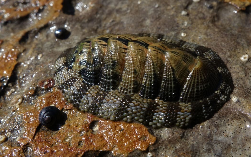 Critter of the Week: papatua snakeskin chiton | RNZ
