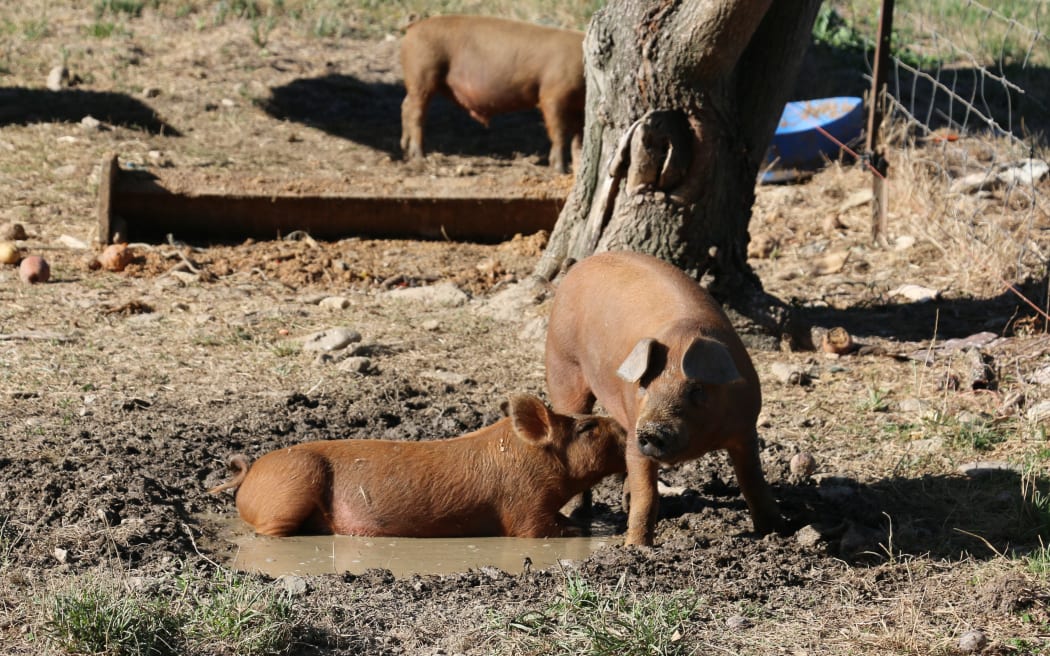 'He's a very good looking pig, that one!' | RNZ