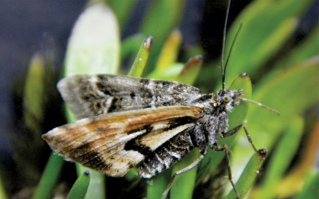 Critter of the Week: Avatar Moth | RNZ