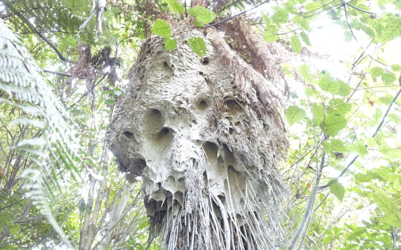 Million-wasp nest discovered near Rotorua | RNZ