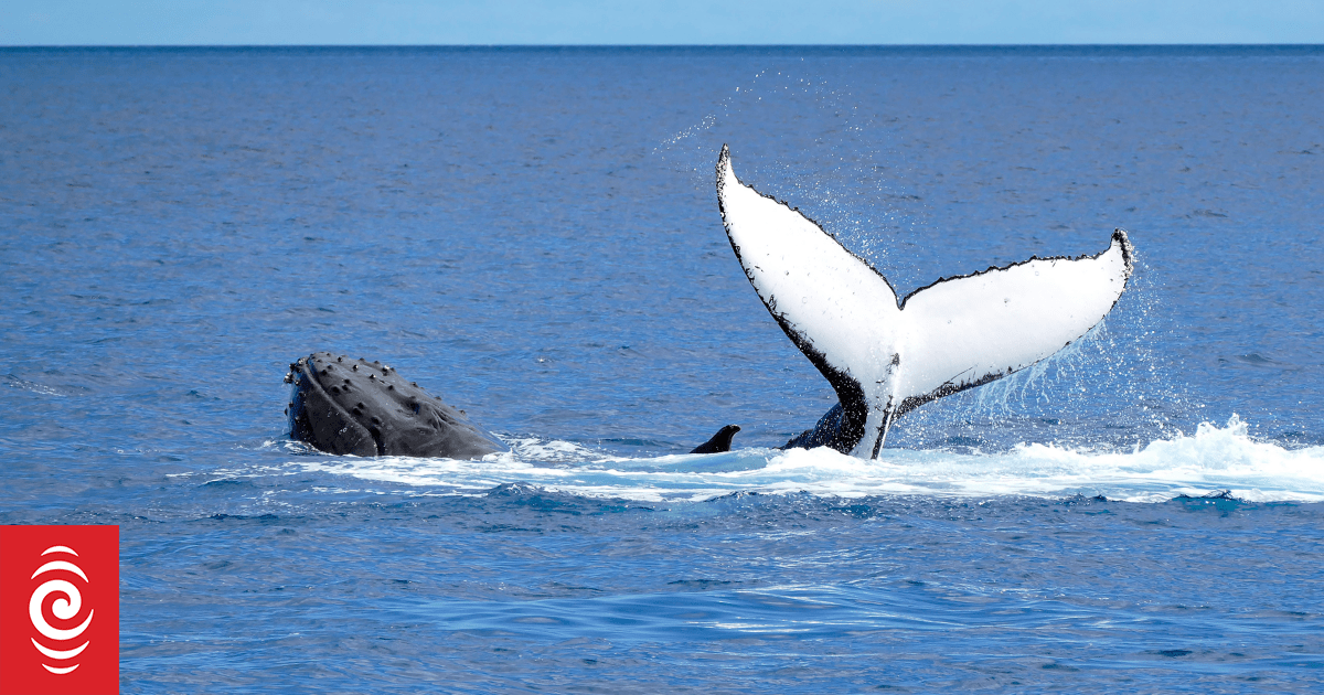 World needs 300 large protected areas by 2030 to reach ocean protection ...