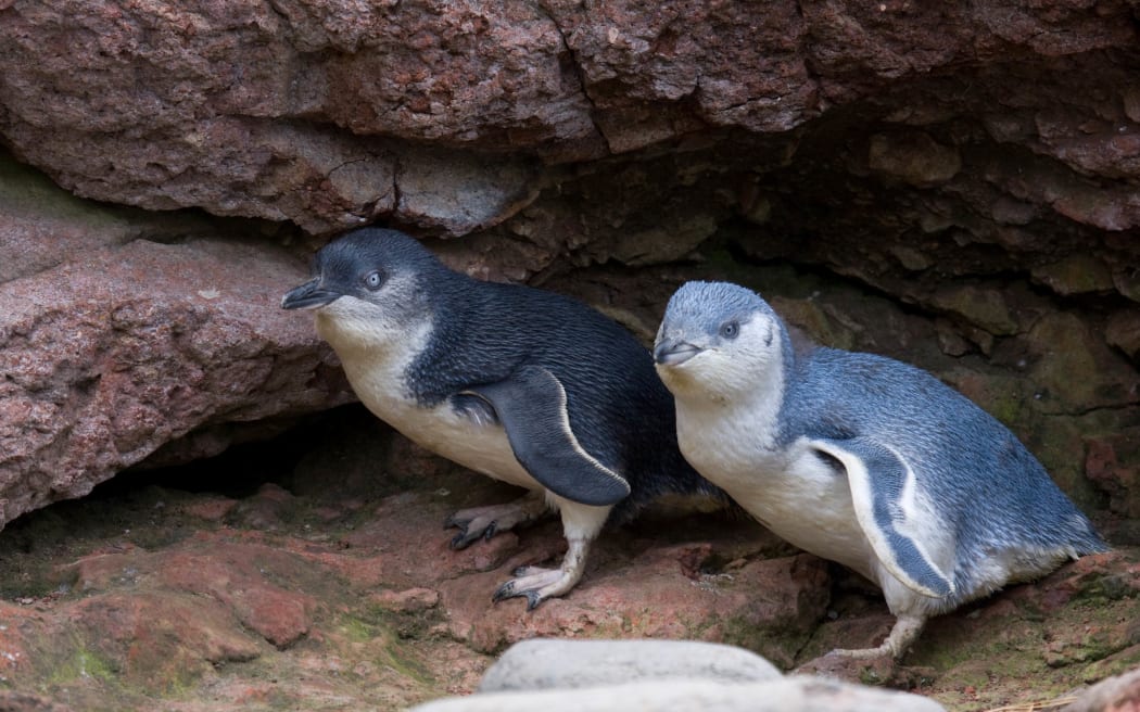 Canterbury farmers help protect endangered kororā in penguin colony ...