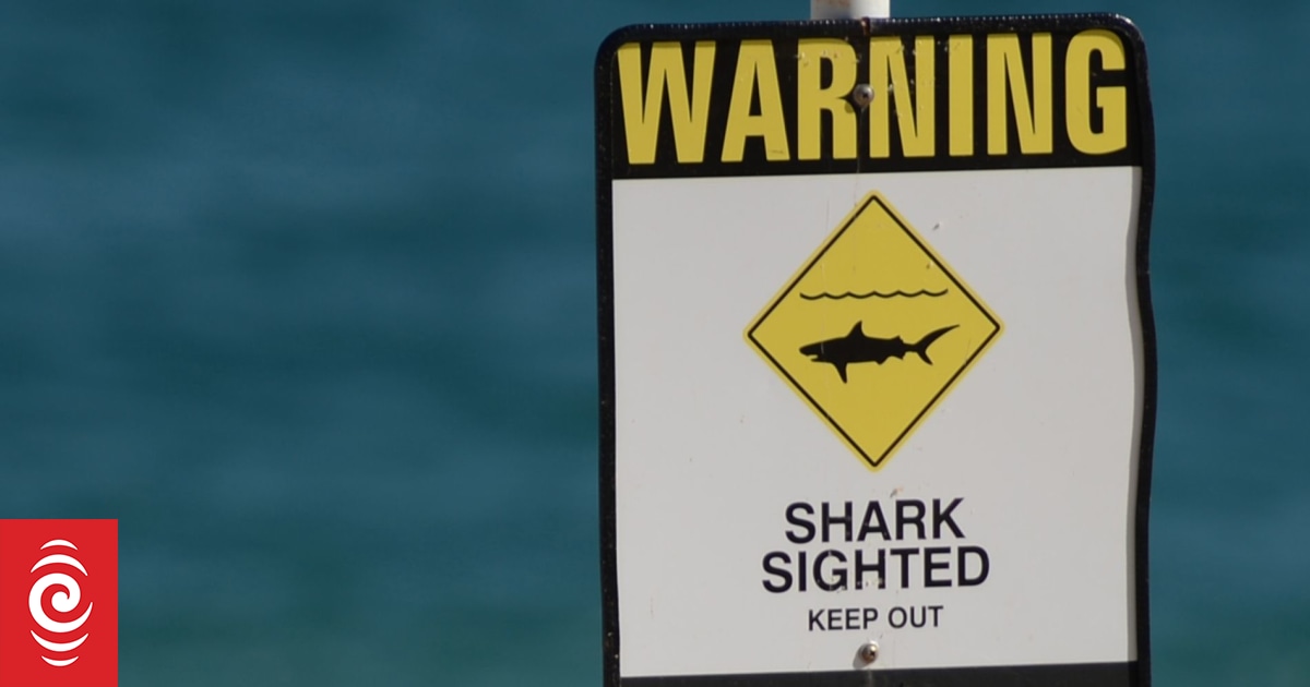 Summer shark sightings: Bay of Plenty, Christchurch beaches closed by ...