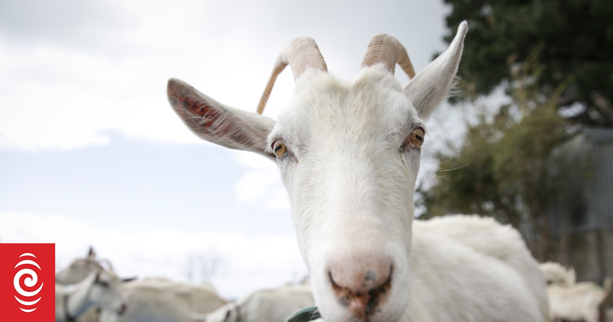 Goats to be exported by air to breeding programme in China | RNZ News