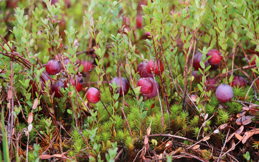 Country Life: Crunchy, crispy cranberries | RNZ News