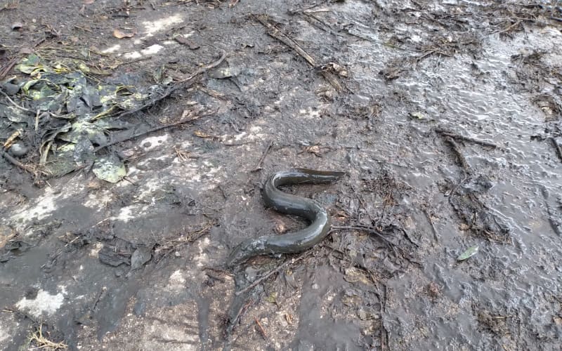 Eels returned to stream after being dumped at compost facility | RNZ