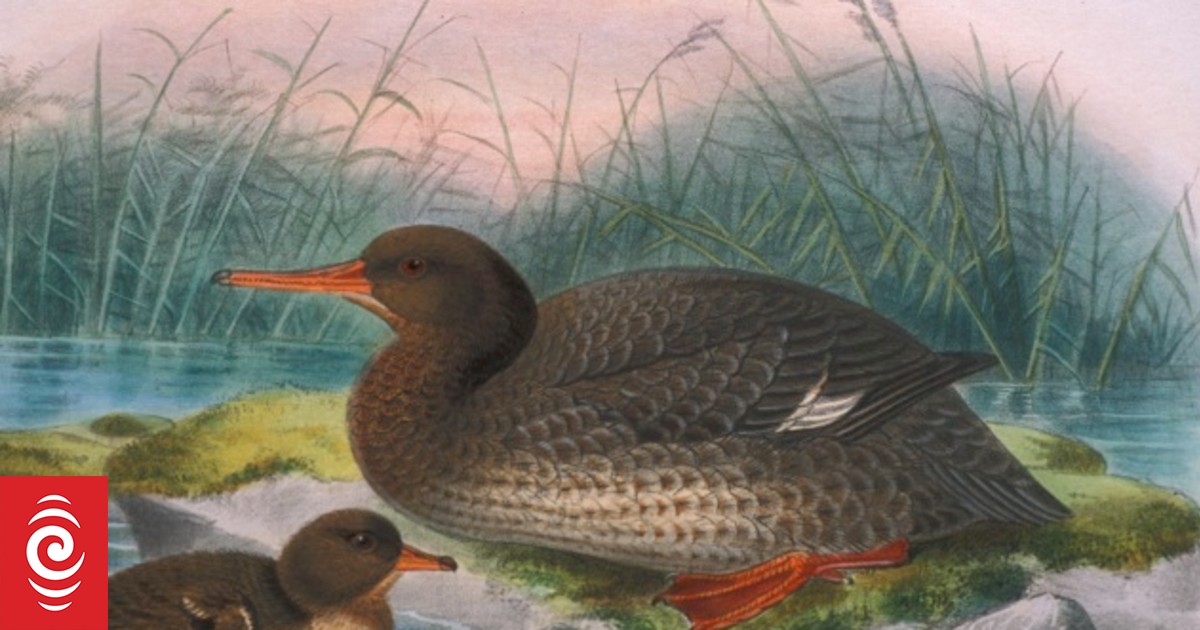 Hidden life of extinct ducks uncovered | RNZ