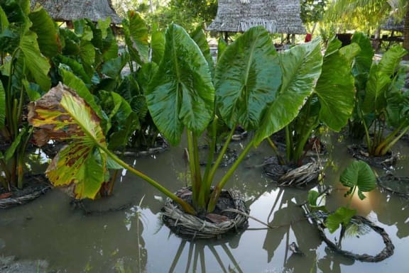 PNG sends taro to New Zealand for the first time | RNZ