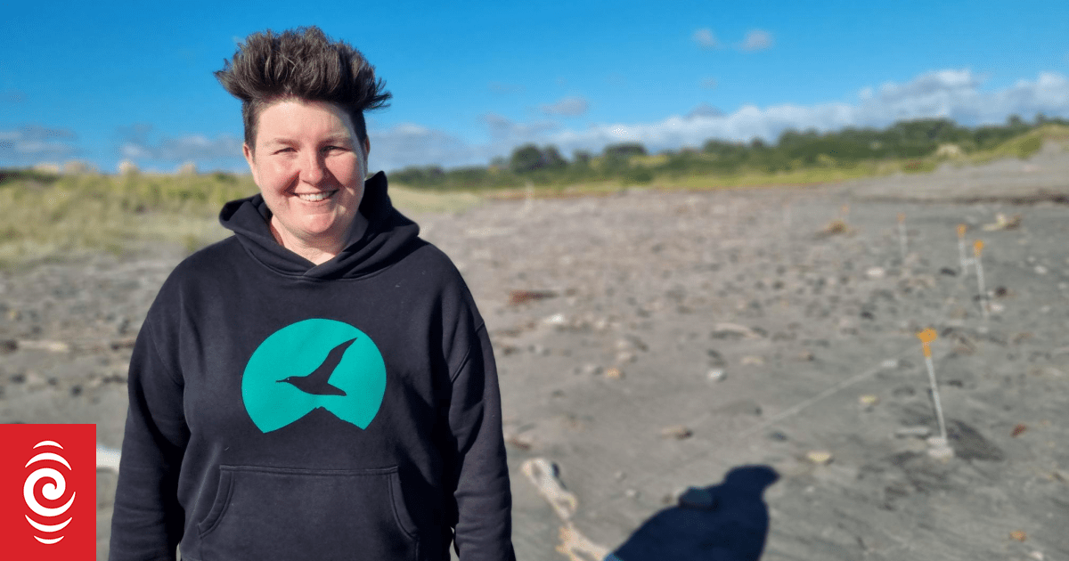 Conservation efforts boost numbers of rare coastal birds in Taranaki ...