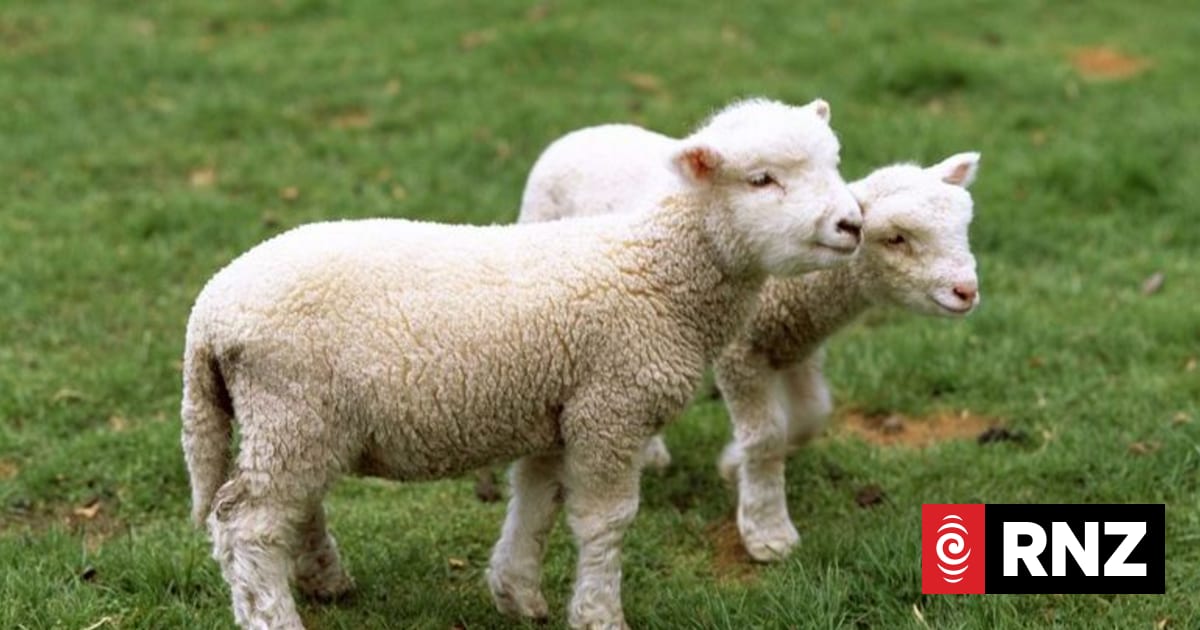 NZ stands firm on lamb export deal | RNZ