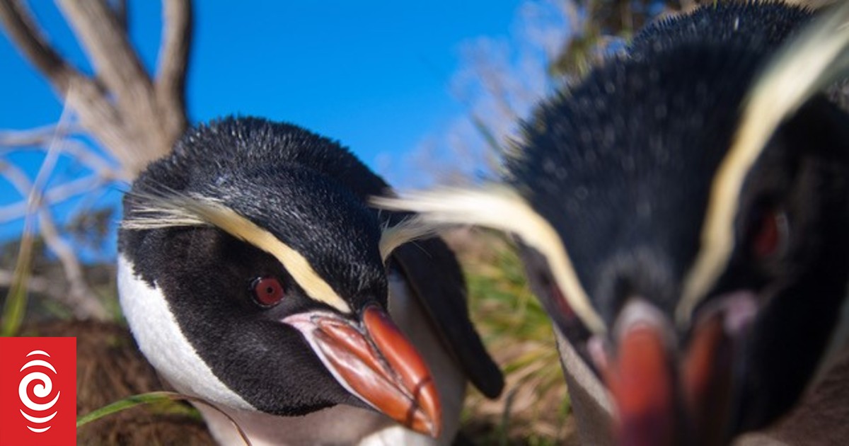 Extinct Chatham Penguin species identified in study | RNZ News