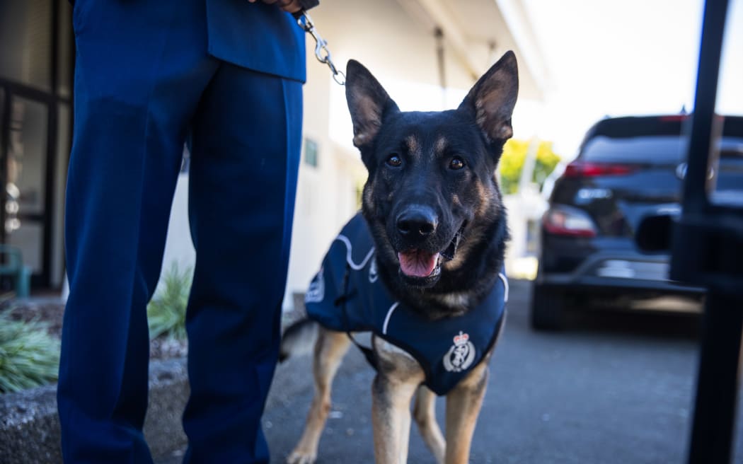 Watch: Latest police teams graduate from Dog Training Centre | RNZ News