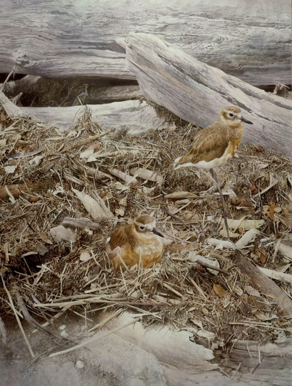 The Birds of Ray Ching | RNZ
