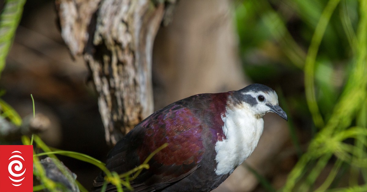 Reviving endangered bird species in French Polynesia | RNZ
