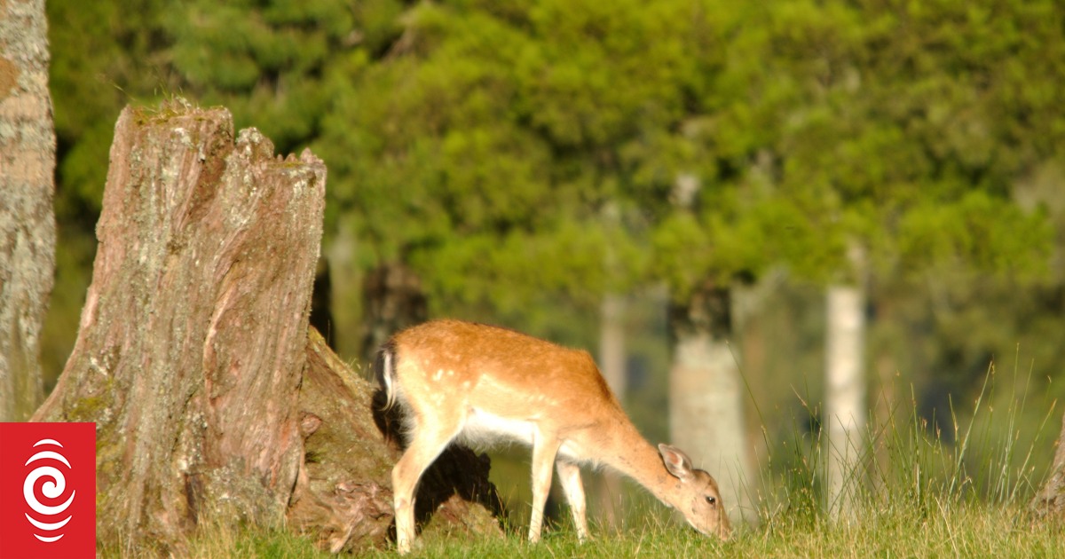 Using human voices as pest control for deer | RNZ