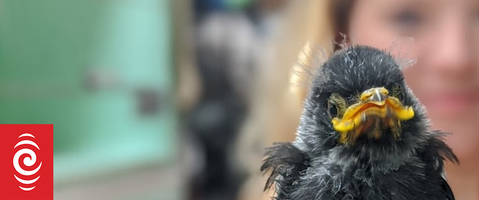 More native birds landing in hands of Wellington charity | RNZ News