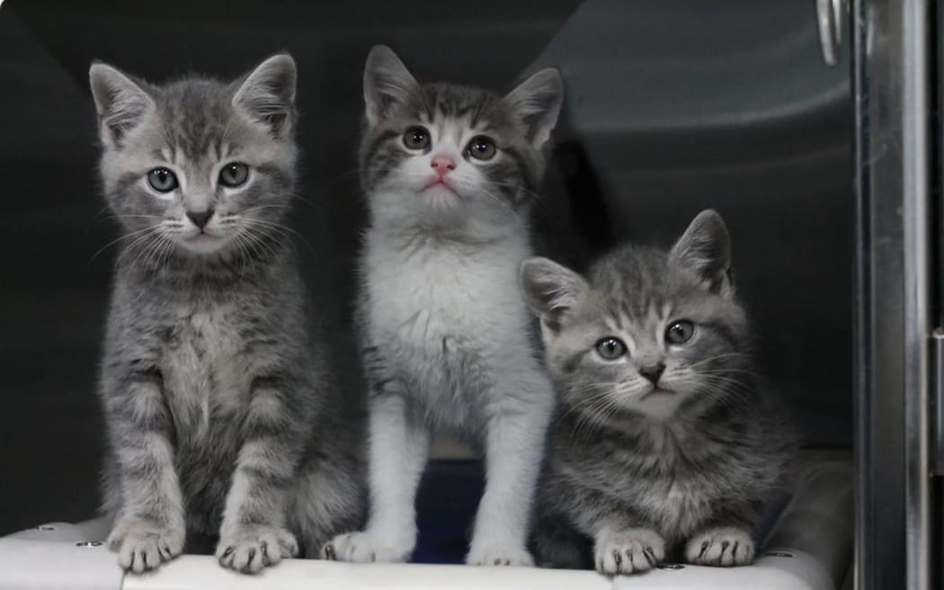 Karyn Hay Presents...