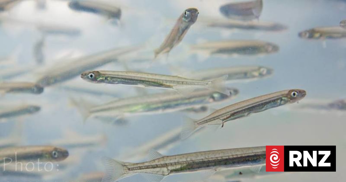 Fish ladders help threatened species migrate | RNZ