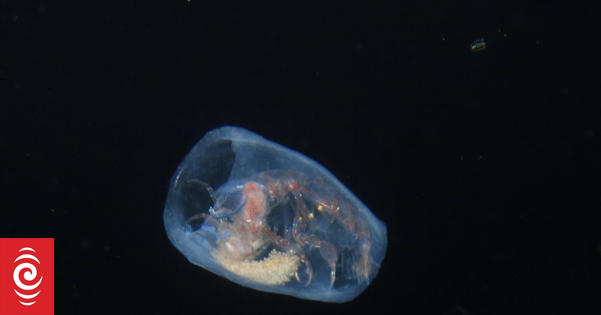 Critter of the Week: Barrel shrimp | RNZ