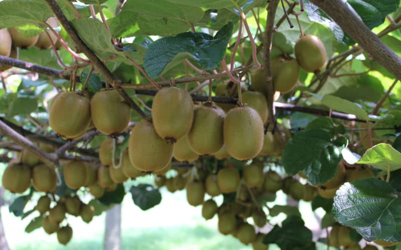 Orchards' loud bird-scaring devices: Whakatāne council to revise rules ...