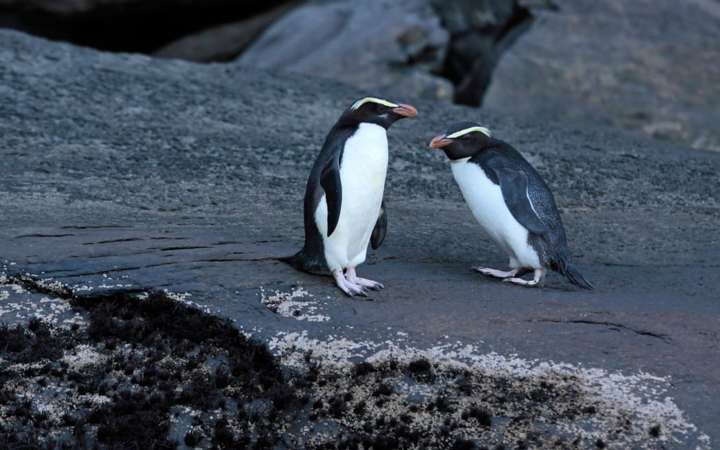 Fiordland crested penguins return to coastal forests for start of ...