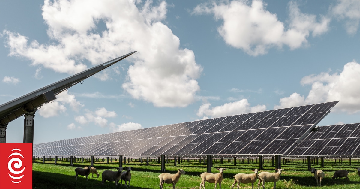 Kohirā Solar Farm: Northland sheep benefiting from the power of the sun ...
