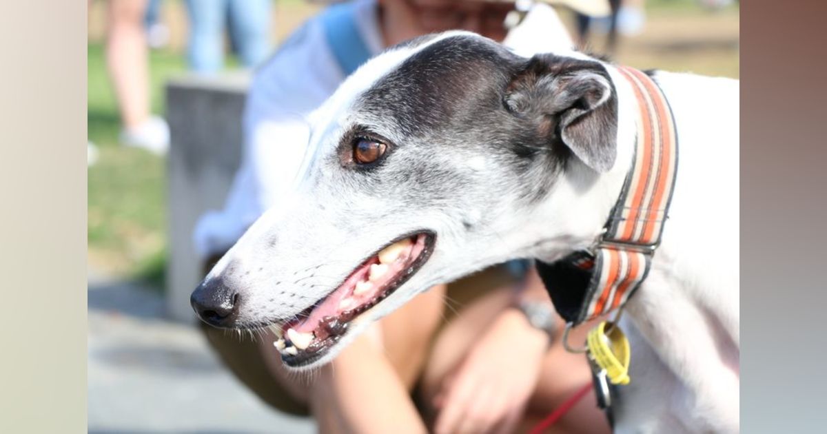 Wellington goes to the dogs New Zealand Society | RNZ