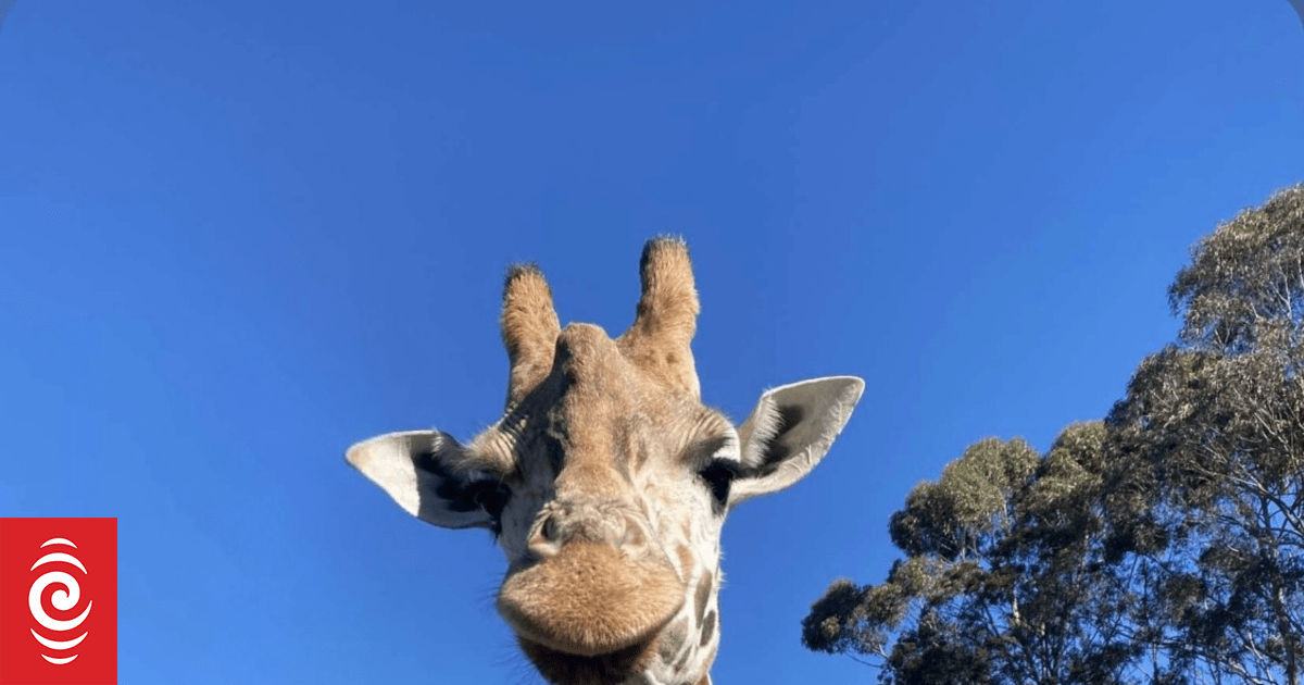 Orana Wildlife Park staff devastated after death of giraffe and zebra ...