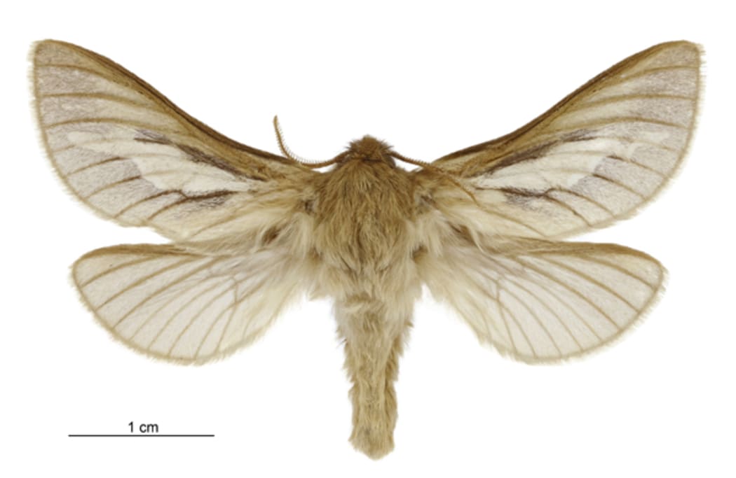 Critter of the Week The Ghost Moth! | RNZ