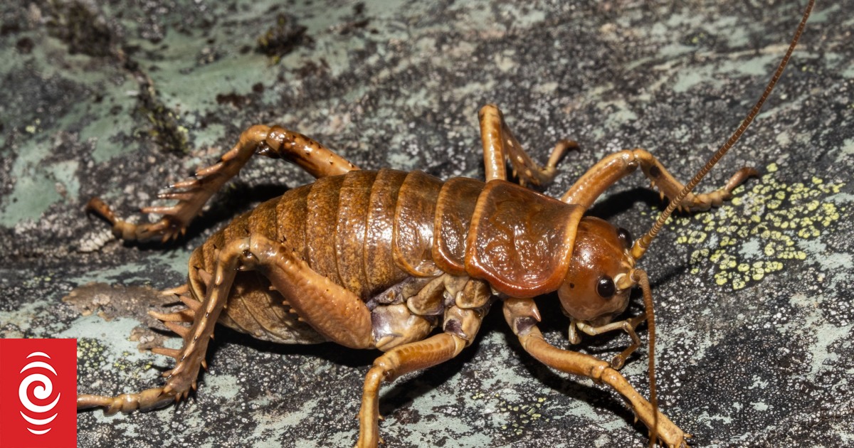 Critter of the Week: The Mt Arthur giant weta | RNZ
