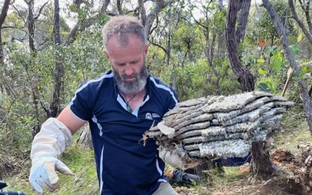 Huge 40-litre European wasp nest found in West Australian town | RNZ News